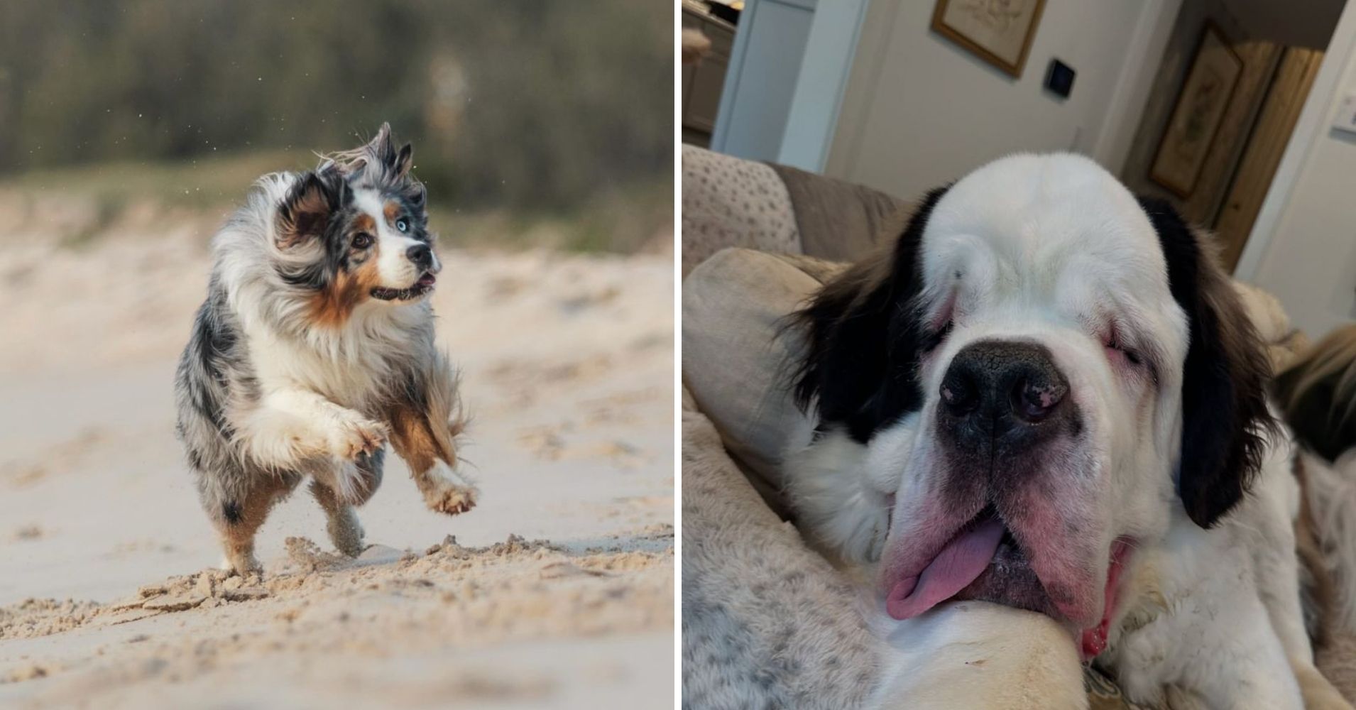 17 High-Energy Dog Breeds That Require Plenty of Exercise (and 9 That ...