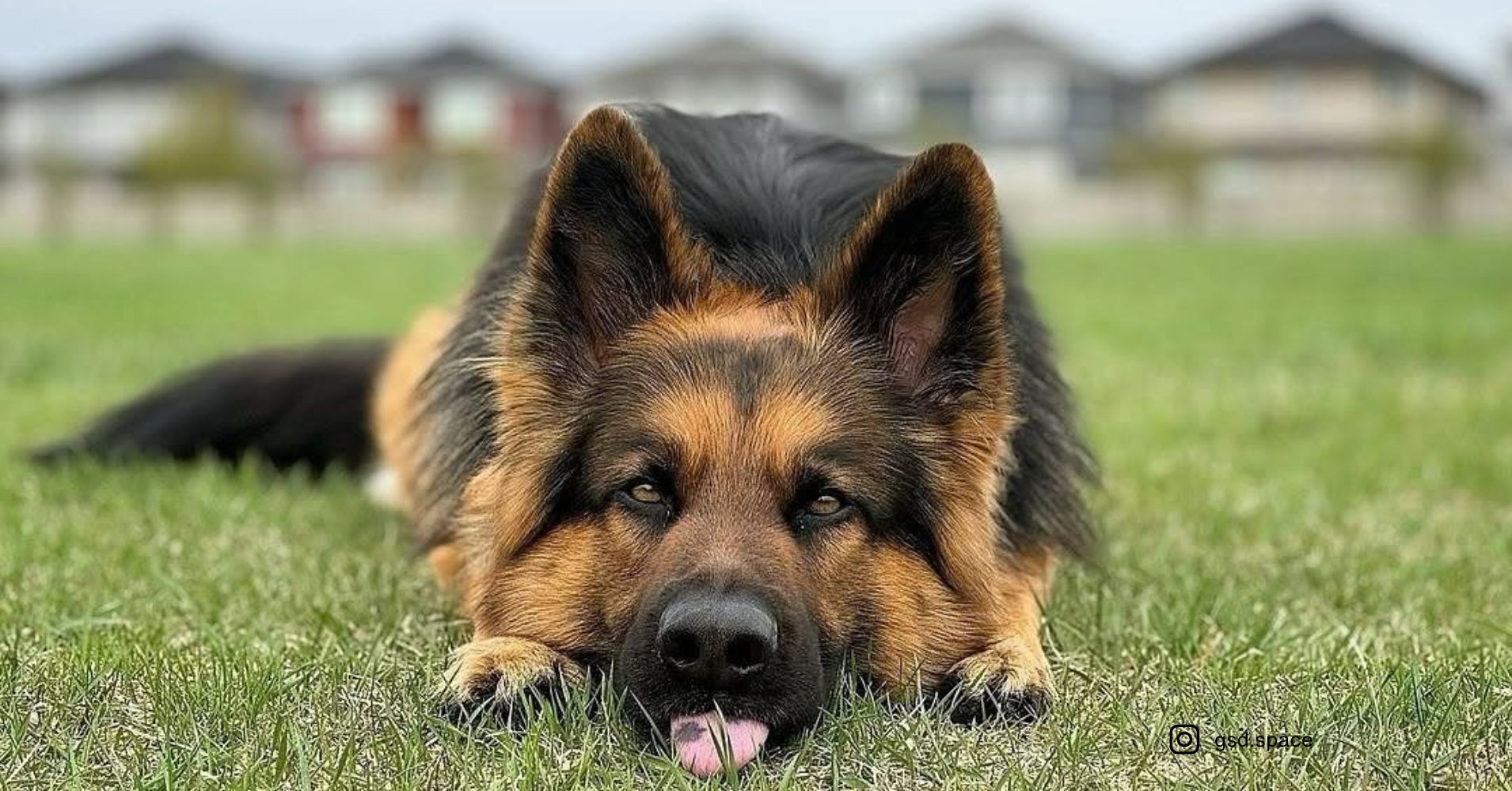 19 Common Myths and Misconceptions About German Shepherd Aggression ...