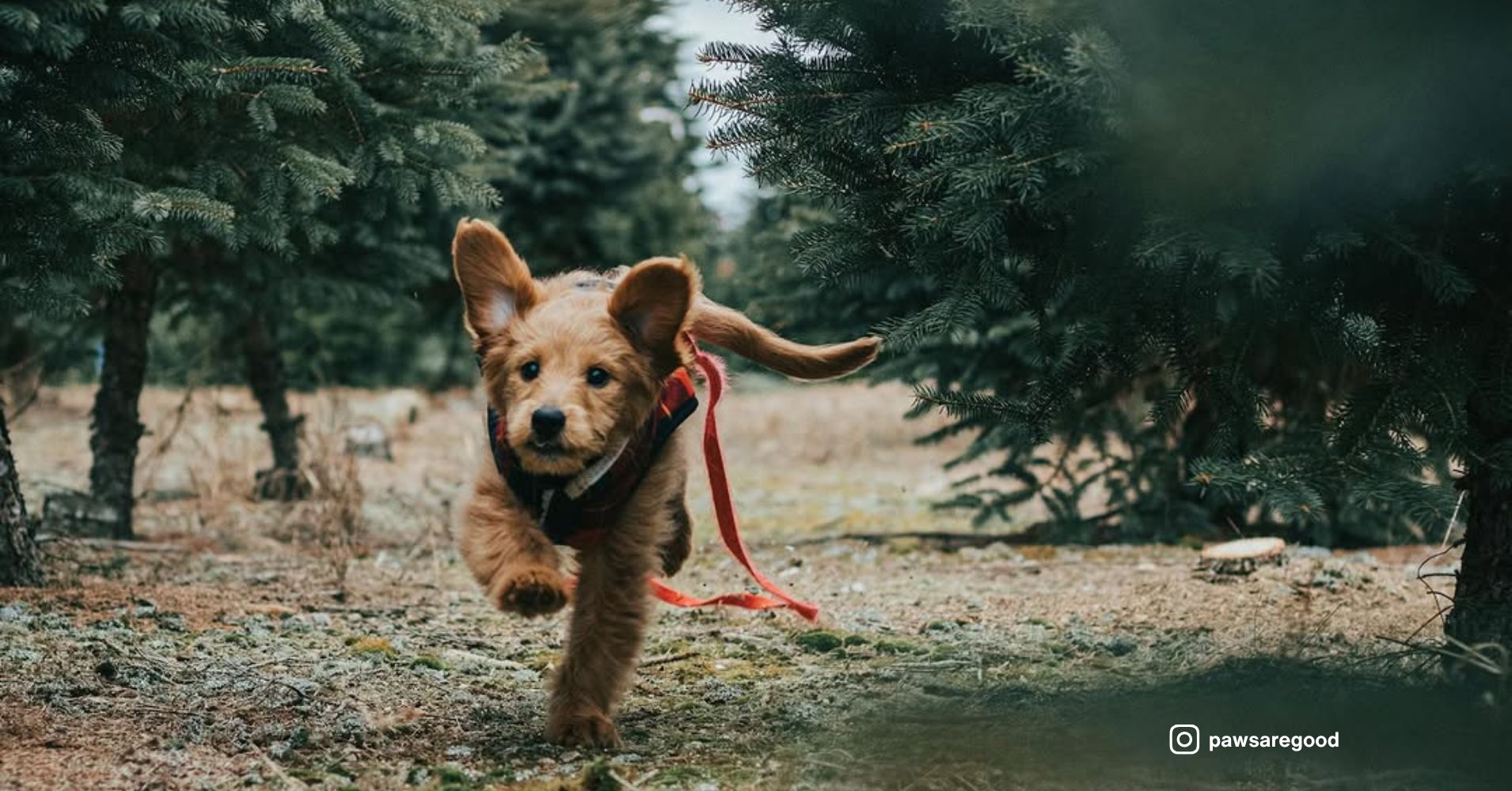 19 Essential Steps to Take If Your Dog Runs Away - Epic dogs tales