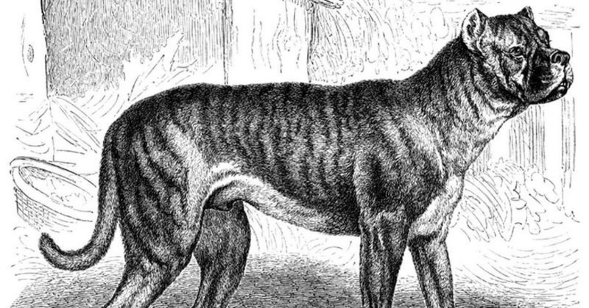 19 Extinct Dog Breeds and the Fascinating Reasons Behind Their ...