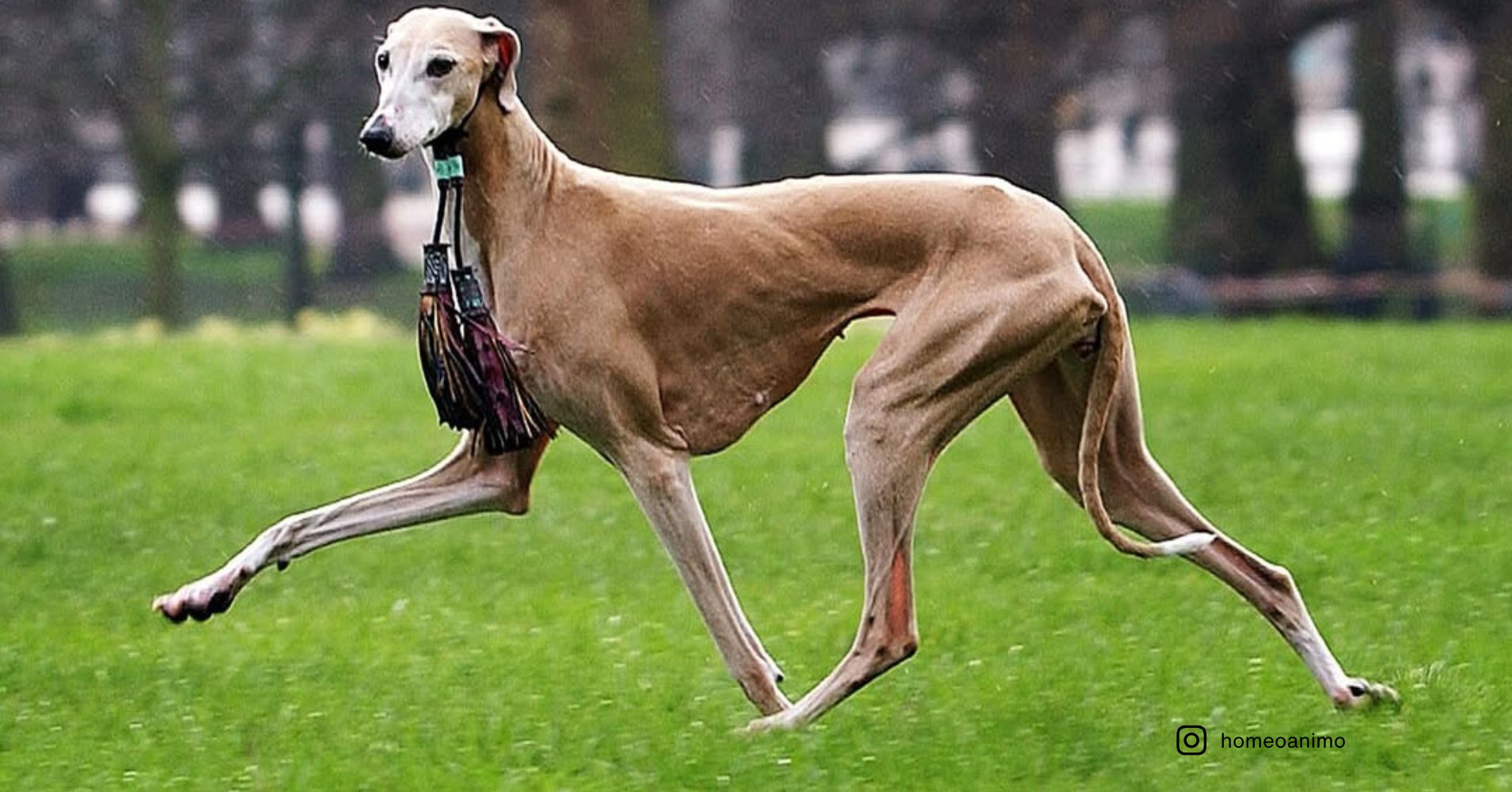 19 Rare Dog Breeds with Bold and Untamed Personalities - Epic dogs tales