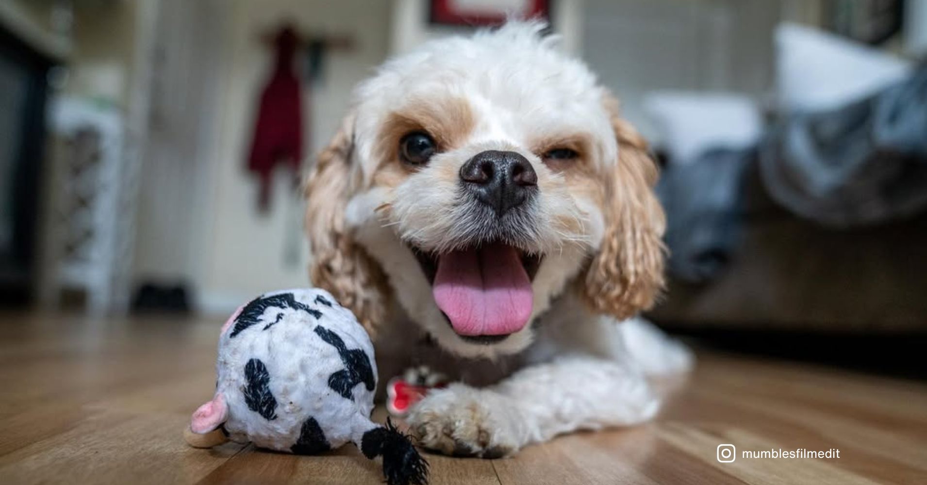 Understanding Dog Behaviour Archives - Epic dogs tales