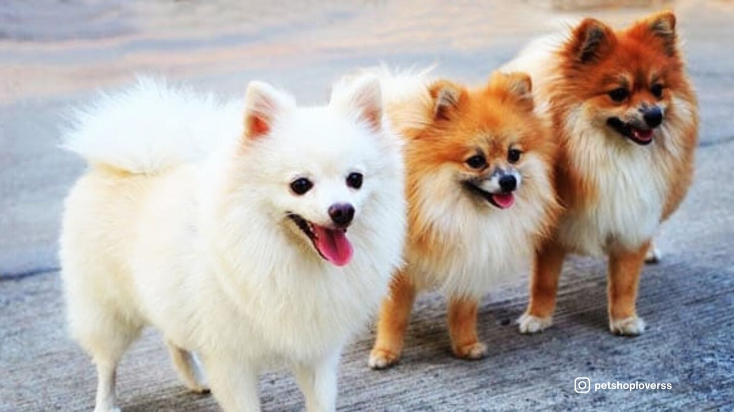 20 Reasons Why You Should Think Twice Before Buying a Dog from a ...