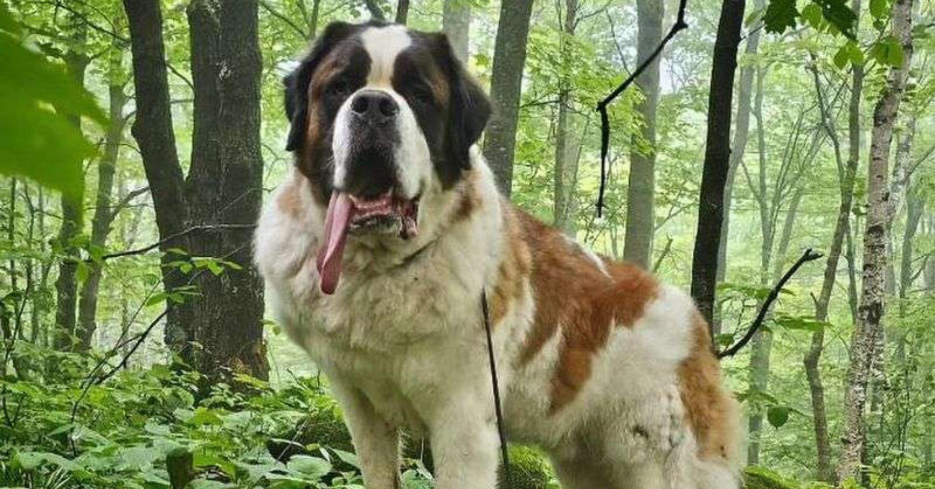 24 Heaviest Dog Breeds in the World, Ranked by Size - Epic dogs tales