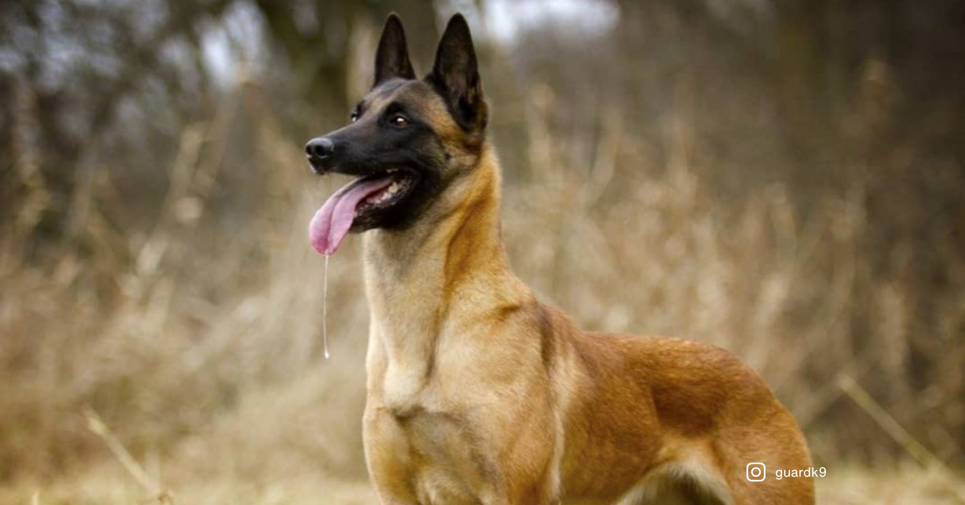 24 Loyal Dog Breeds That Will Guard and Protect You with Unwavering ...