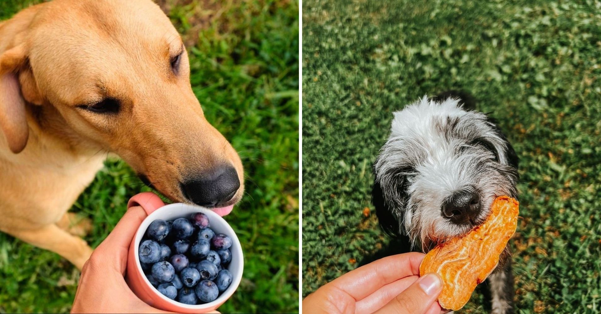 24 Nutritious Foods That Are Great for Your Dog’s Health - Epic dogs tales