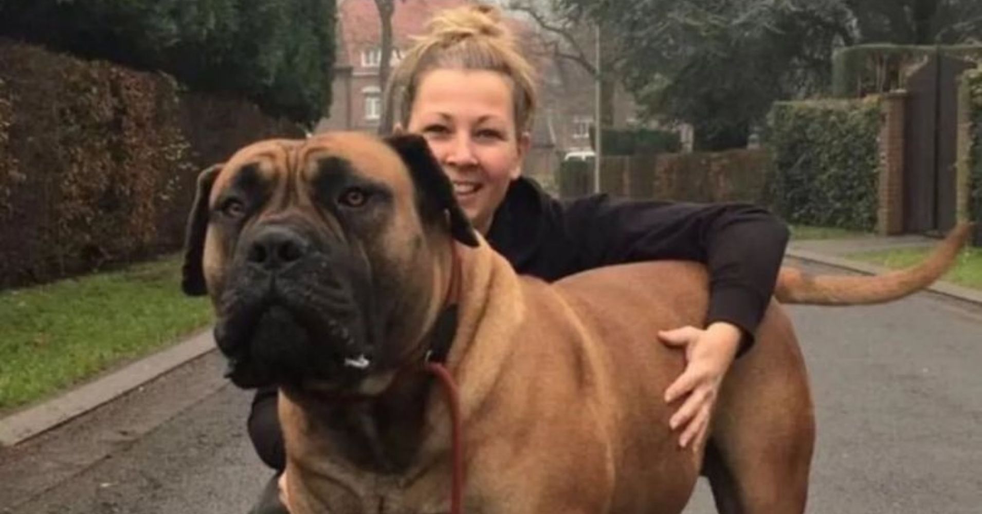 25 Big Dog Breeds That Are Giant Cuddle Lovers - Epic dogs tales