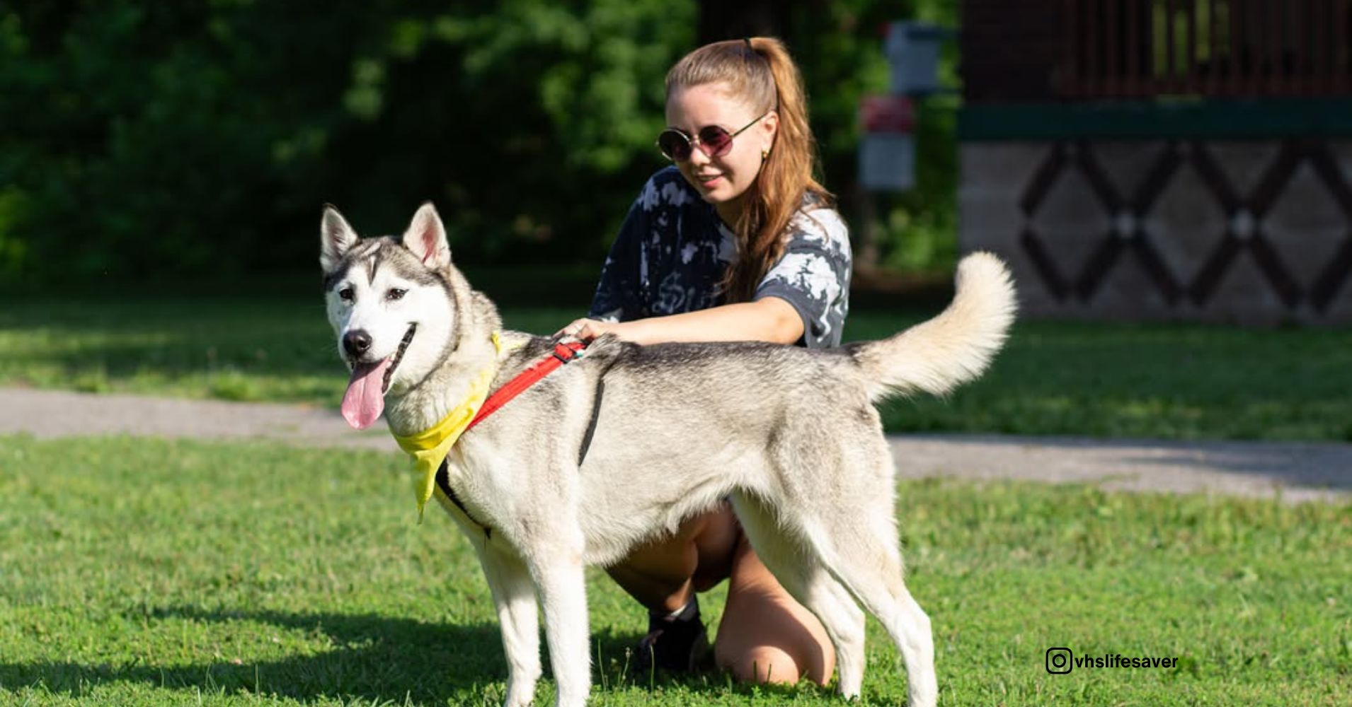 25 Big, Lovable Dog Breeds That Will Be Your Loyal Companion for Life ...