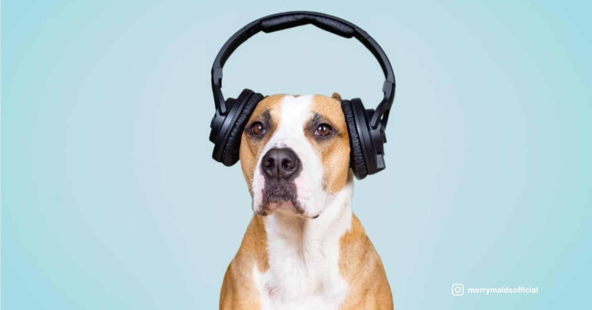 25 Calm and Quiet Dog Breeds Ideal for Relaxed Owners - Epic dogs tales