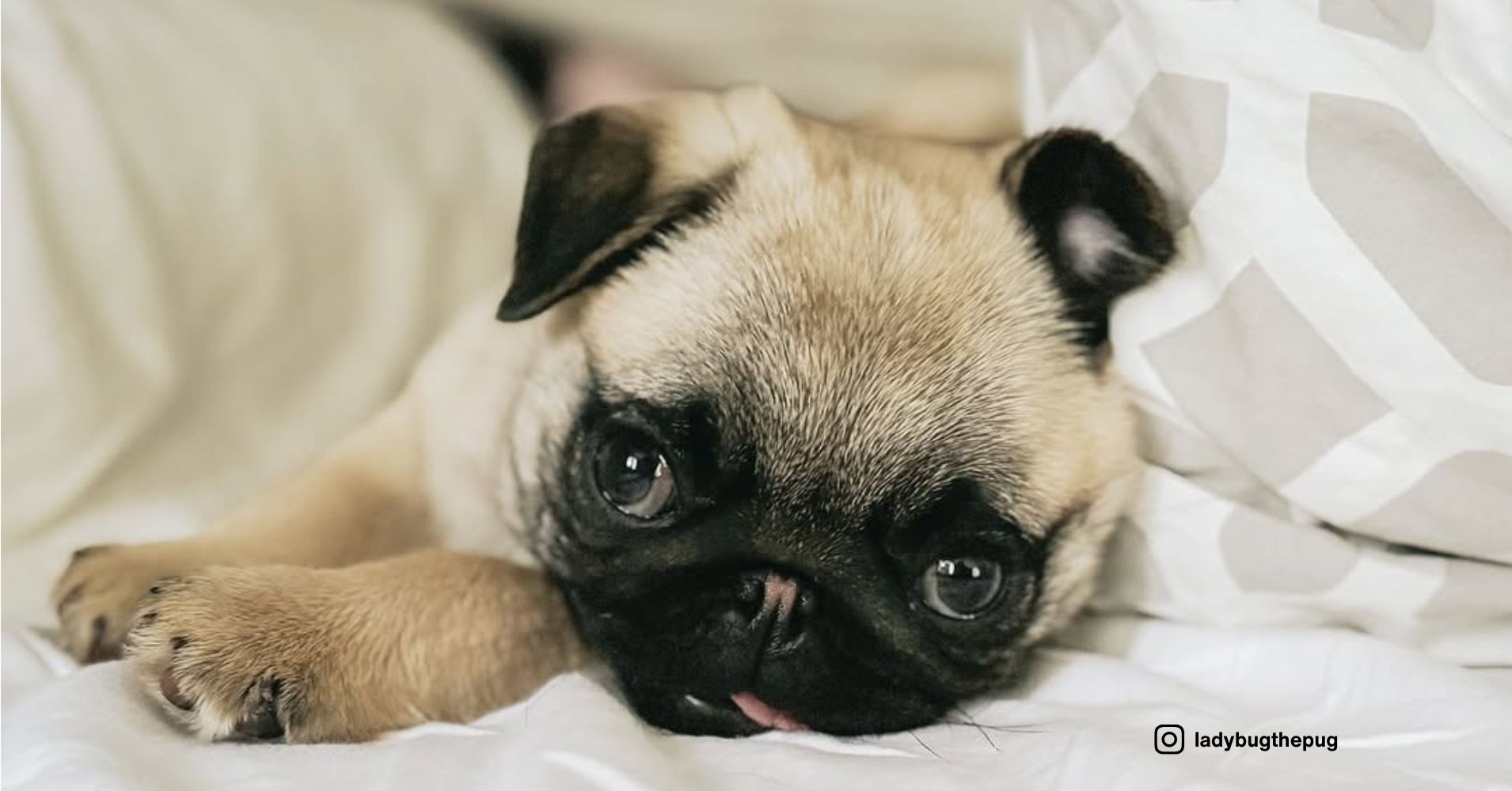 25 Cute but Tough Dog Breeds You Shouldn't Underestimate - Epic dogs tales