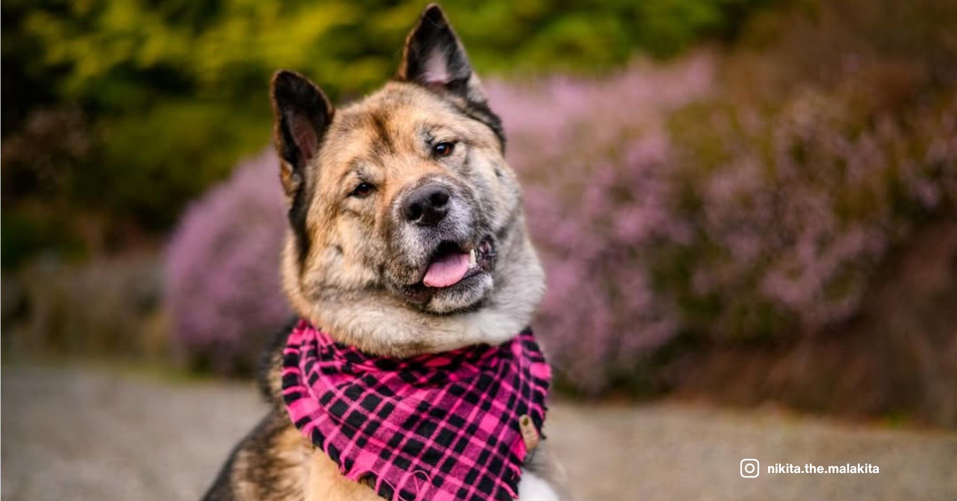 25 Dog Breeds You Might Think Twice About Owning - Epic dogs tales