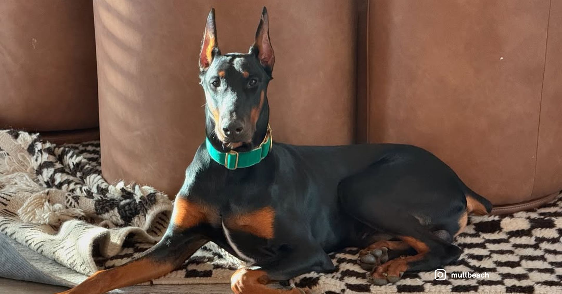 25 Dog Breeds with an Instantly Intimidating Appearance - Epic dogs tales