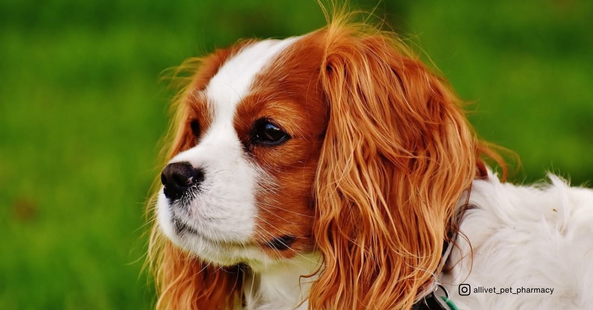 25 Exceptionally Calm Dog Breeds for Those Who Prefer a Peaceful Life ...