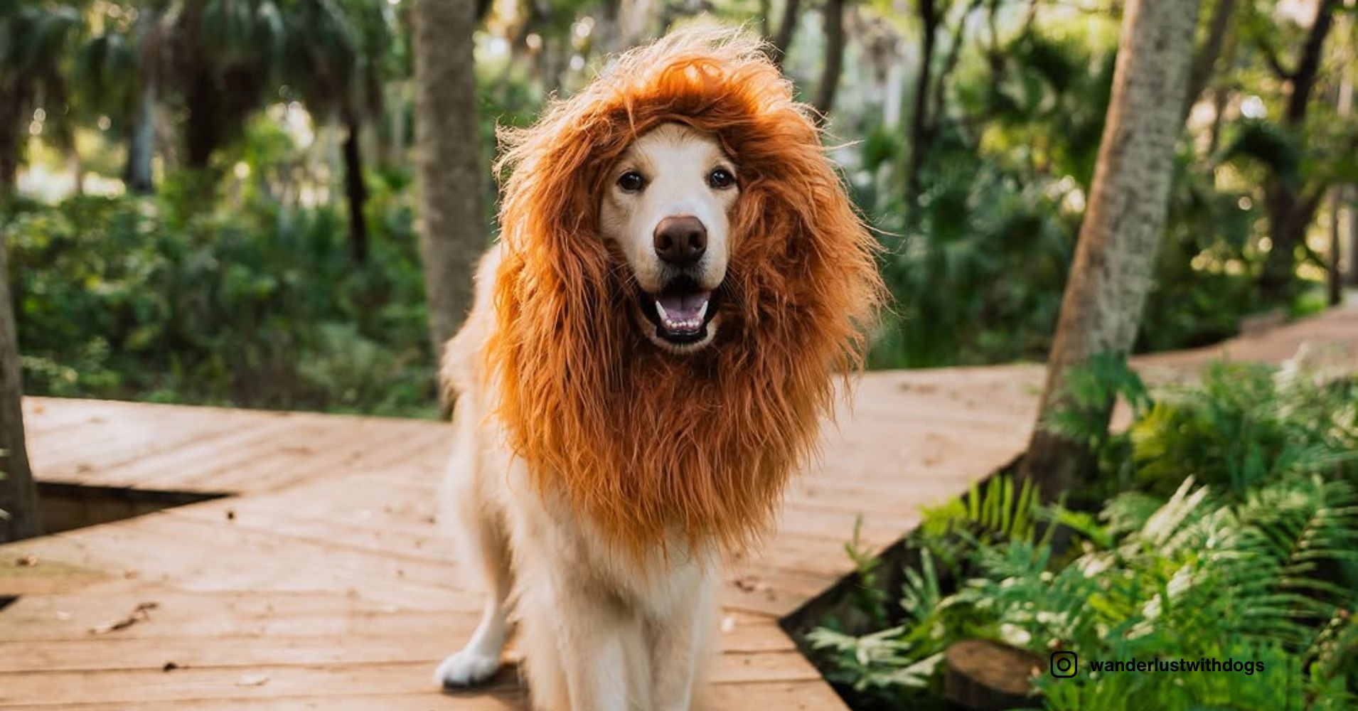 25 Fierce Dog Breeds That Can Scare Off Any Intruder - Epic dogs tales