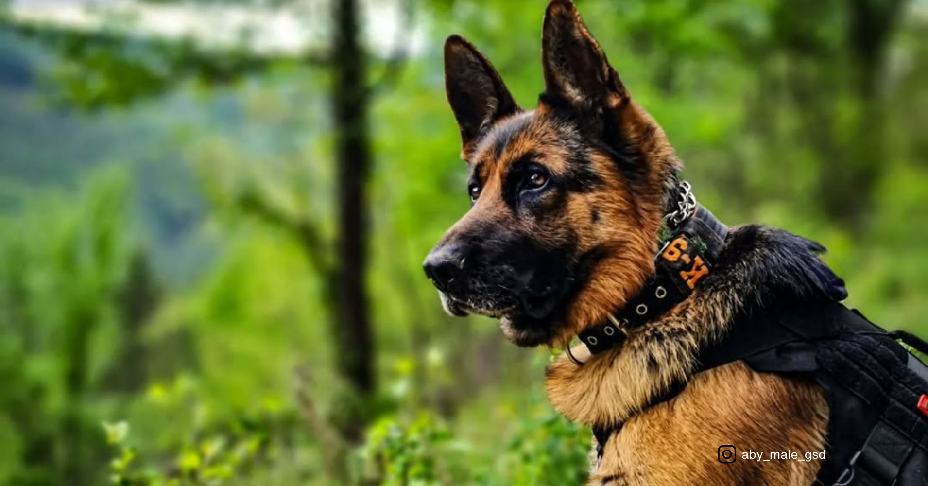 25 Large Dog Breeds That Will Guard You with All Their Heart and ...