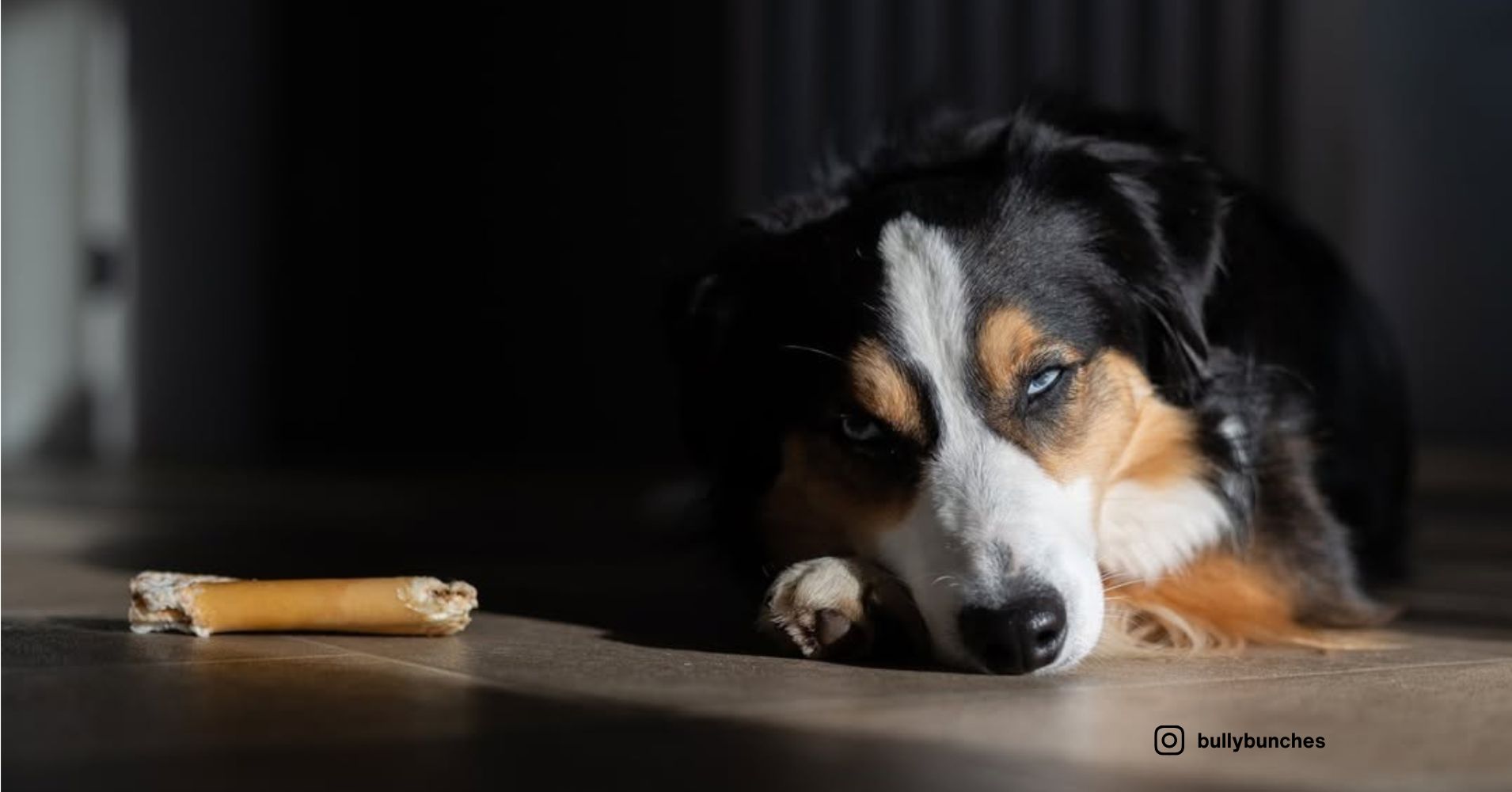25 Relaxed Dog Breeds That Stay Calm No Matter What - Epic dogs tales