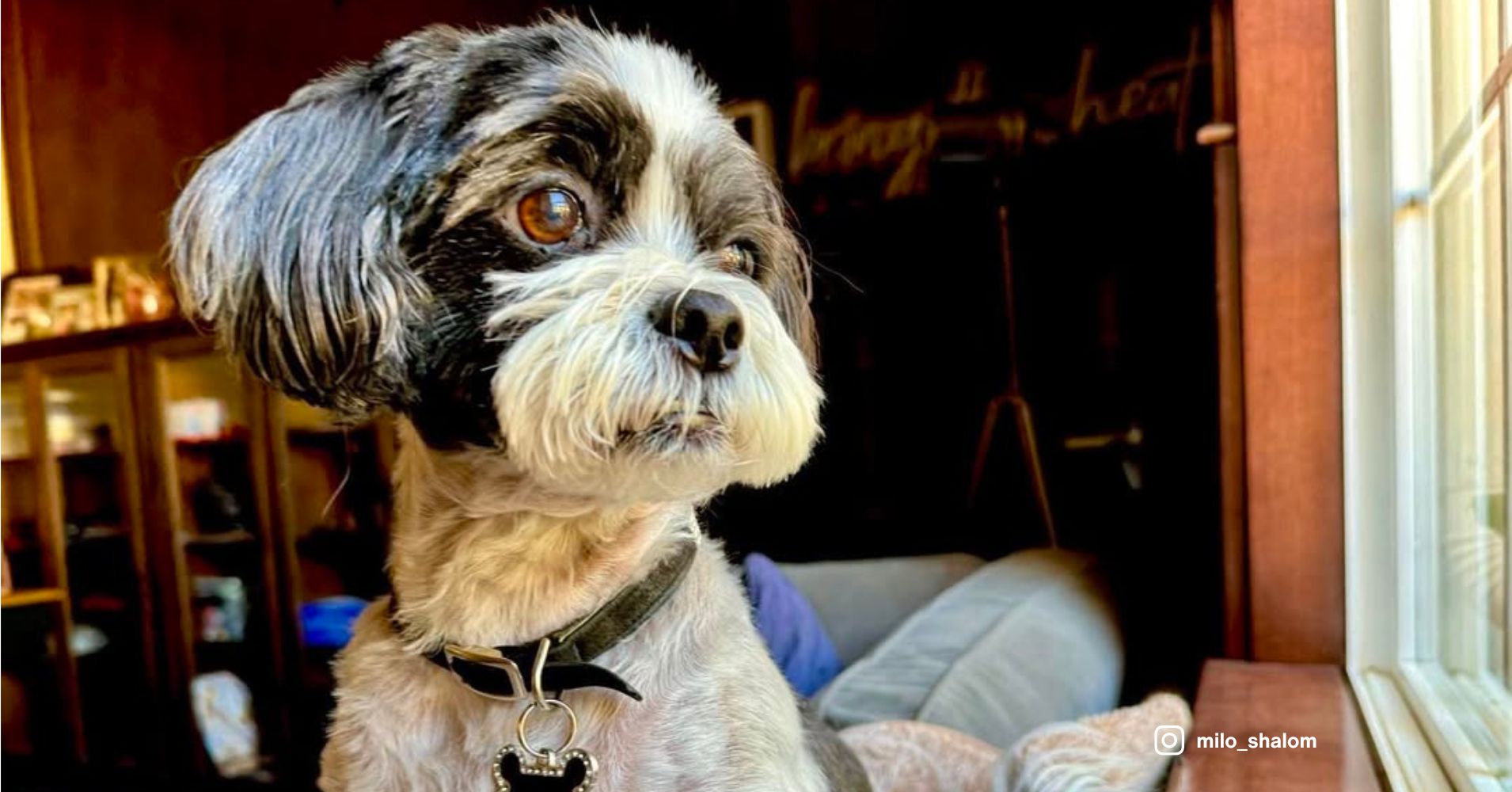 25 Small but Mighty Dog Breeds That Make Excellent Watchdogs - Epic ...