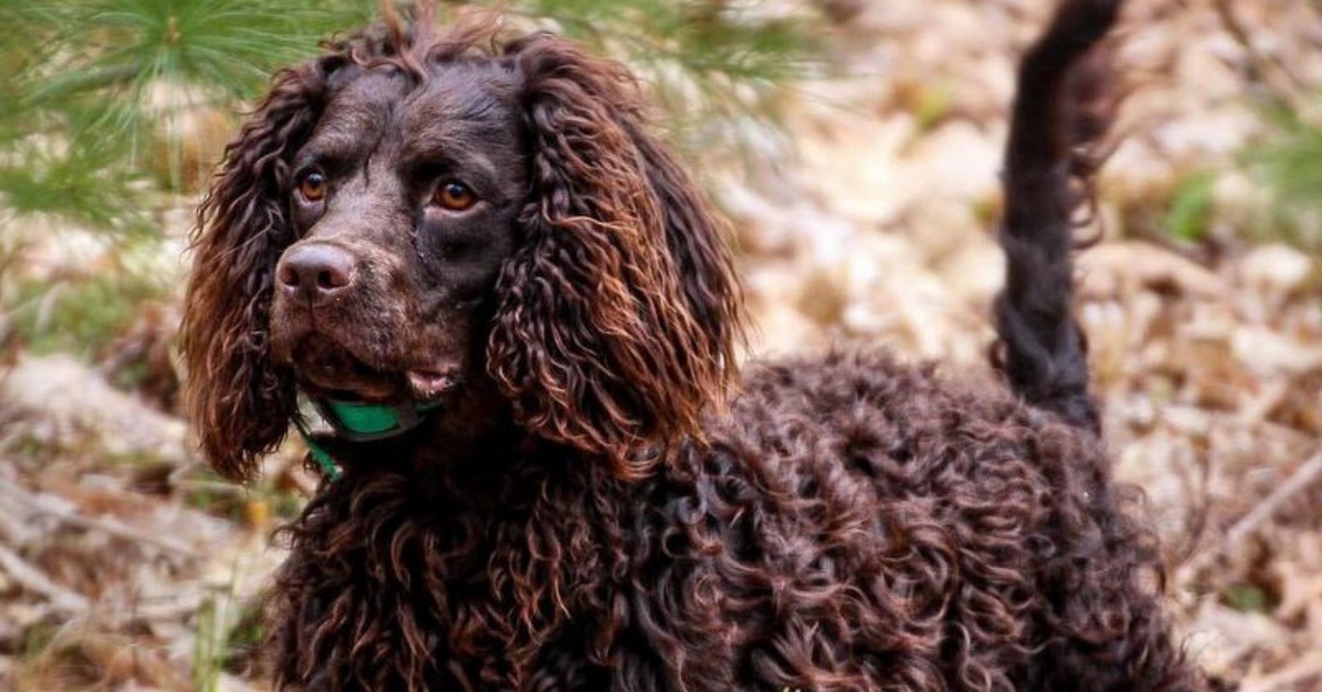 25 Versatile Bird Dog Breeds That Excel in the Field and at Home - Epic ...