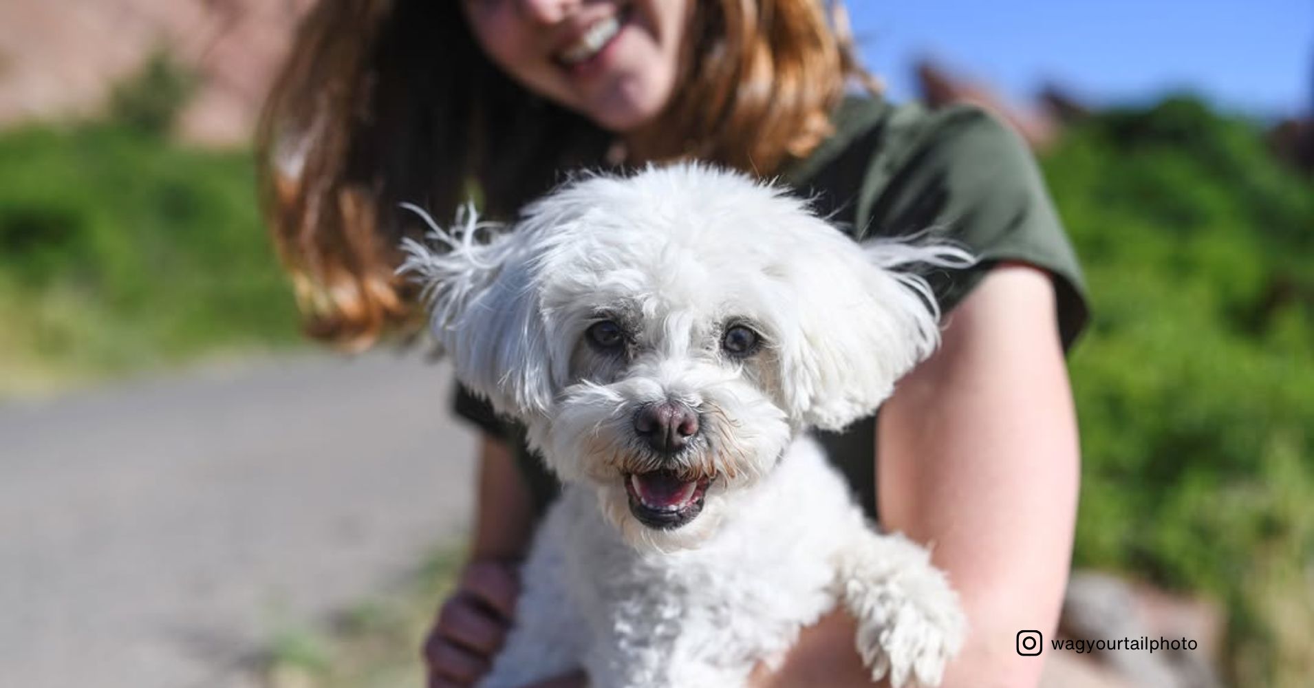 26 Adorable Poodle Mixes and What Makes Their Personalities Unique ...