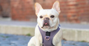 26 Best Dog Breeds for First-Time Owners: Easygoing and Beginner ...