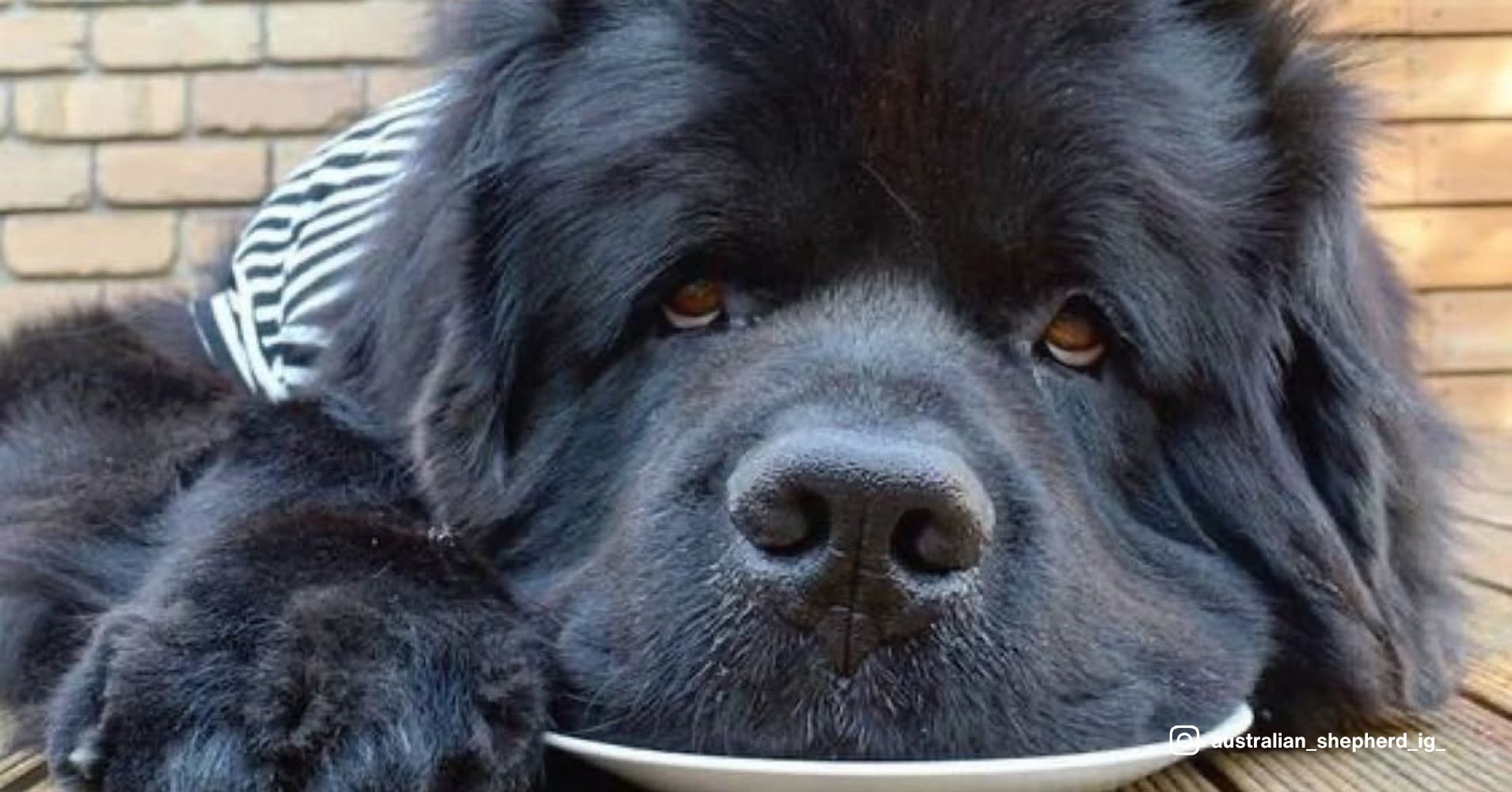 26 Big Dog Breeds with Incredibly Sweet and Gentle Personalities - Epic ...