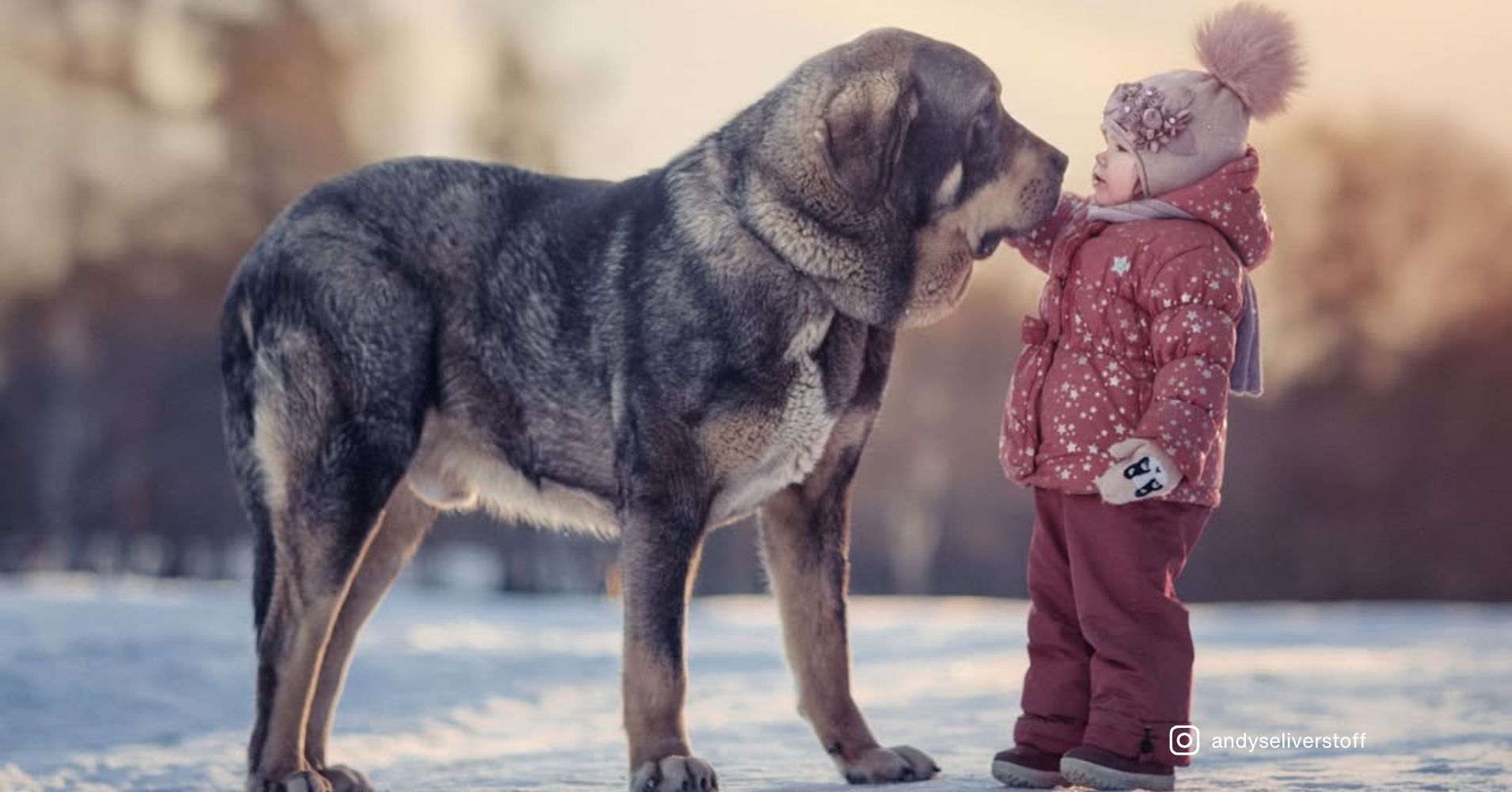 26 Big and Gentle Dog Breeds That Will Steal Your Heart - Epic dogs tales