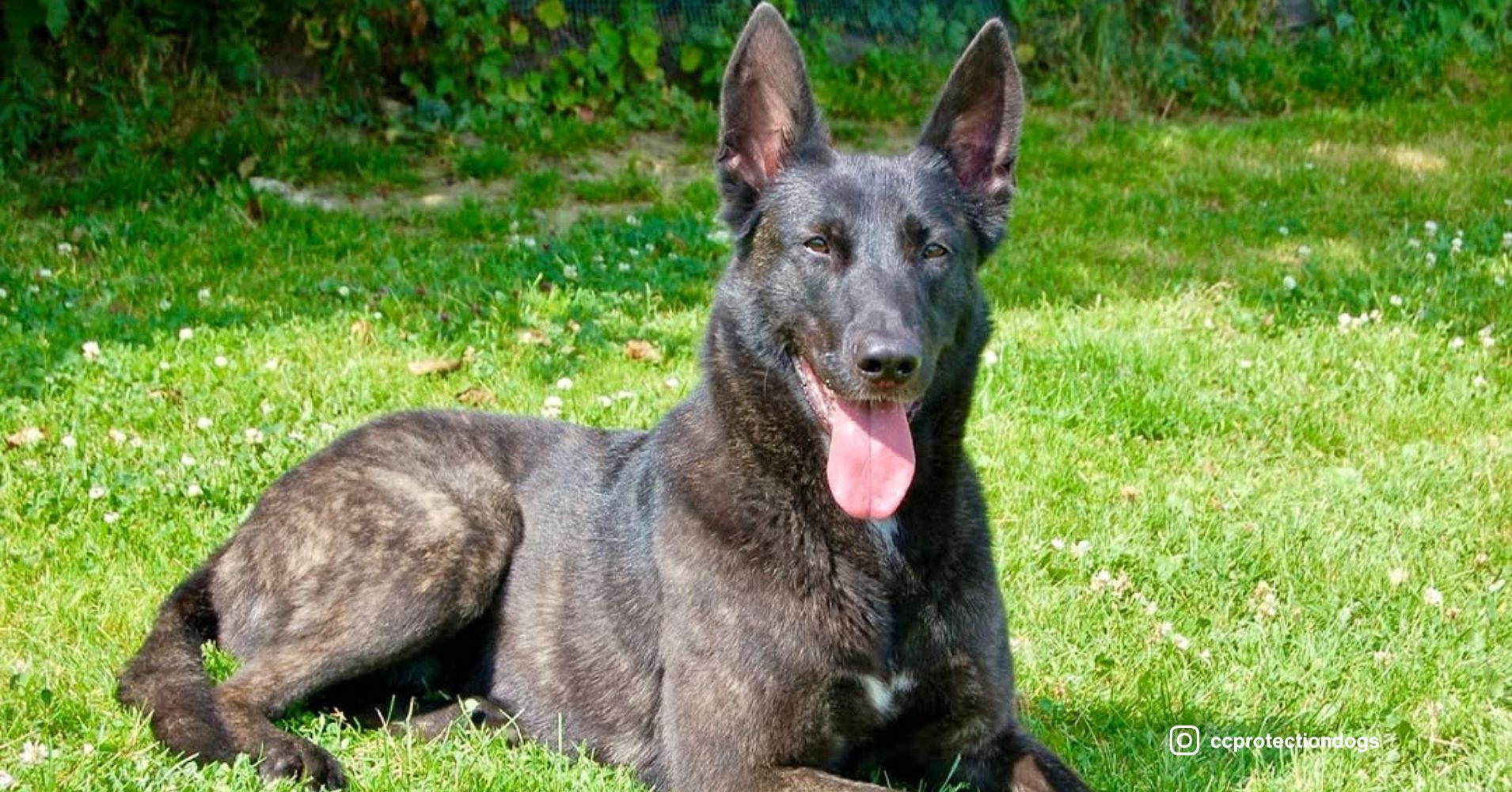 26 Bold and Fearless Dog Breeds That Stand Their Ground - Epic dogs tales