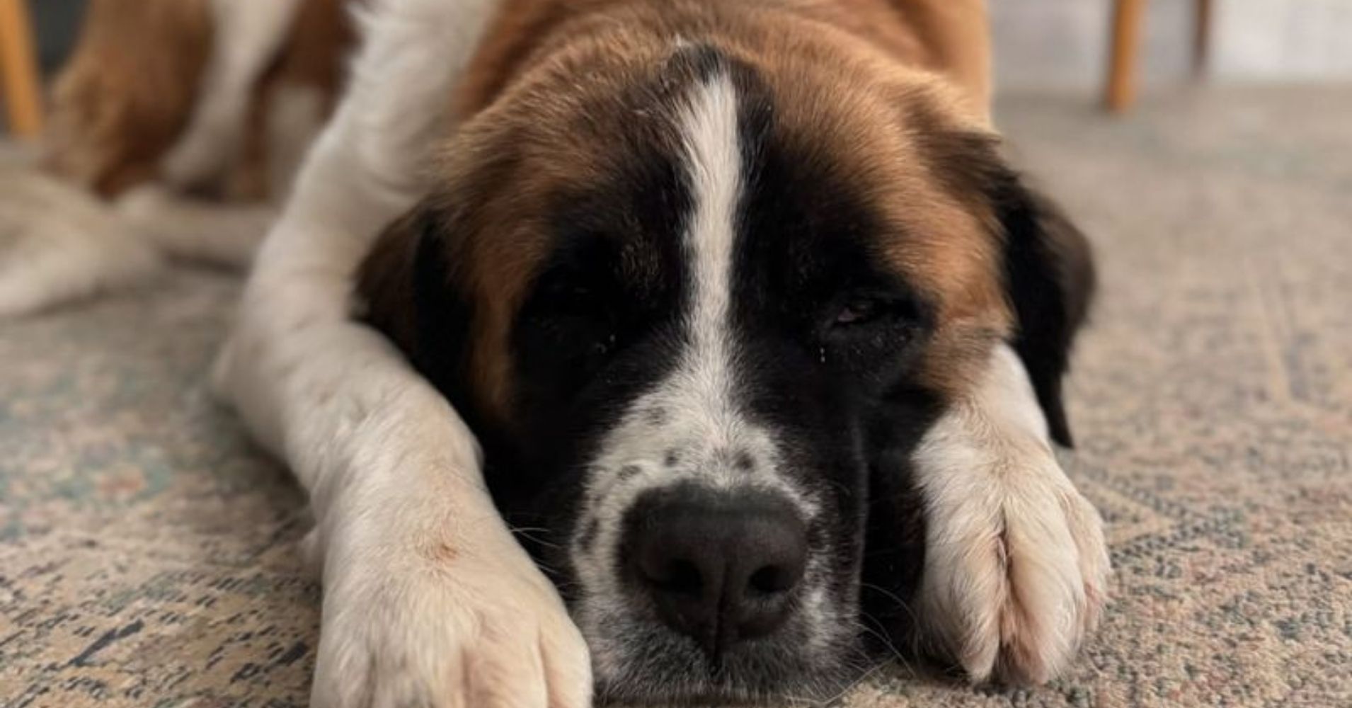 26 Calm and Gentle Dog Breeds Known for Their Peaceful Nature - Epic ...