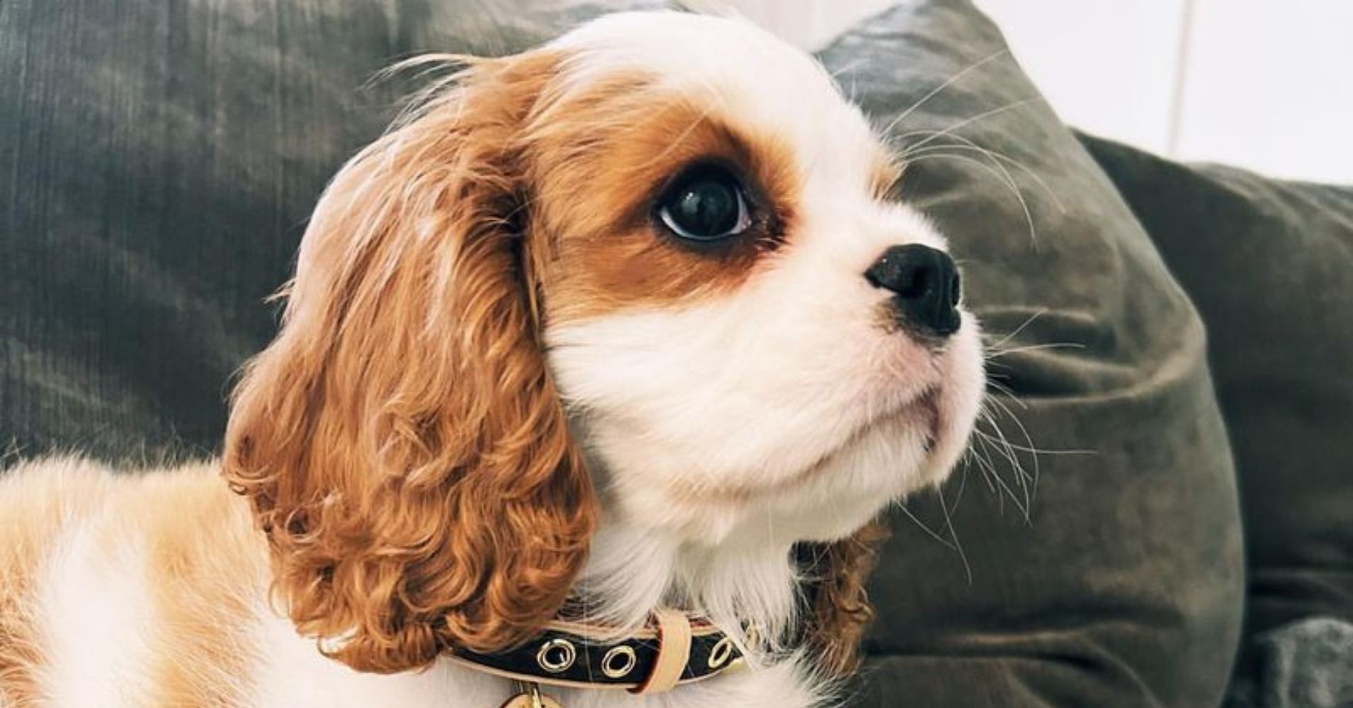 26 Uniquely Charming Dog Breeds with the Most Adorable Personalities ...