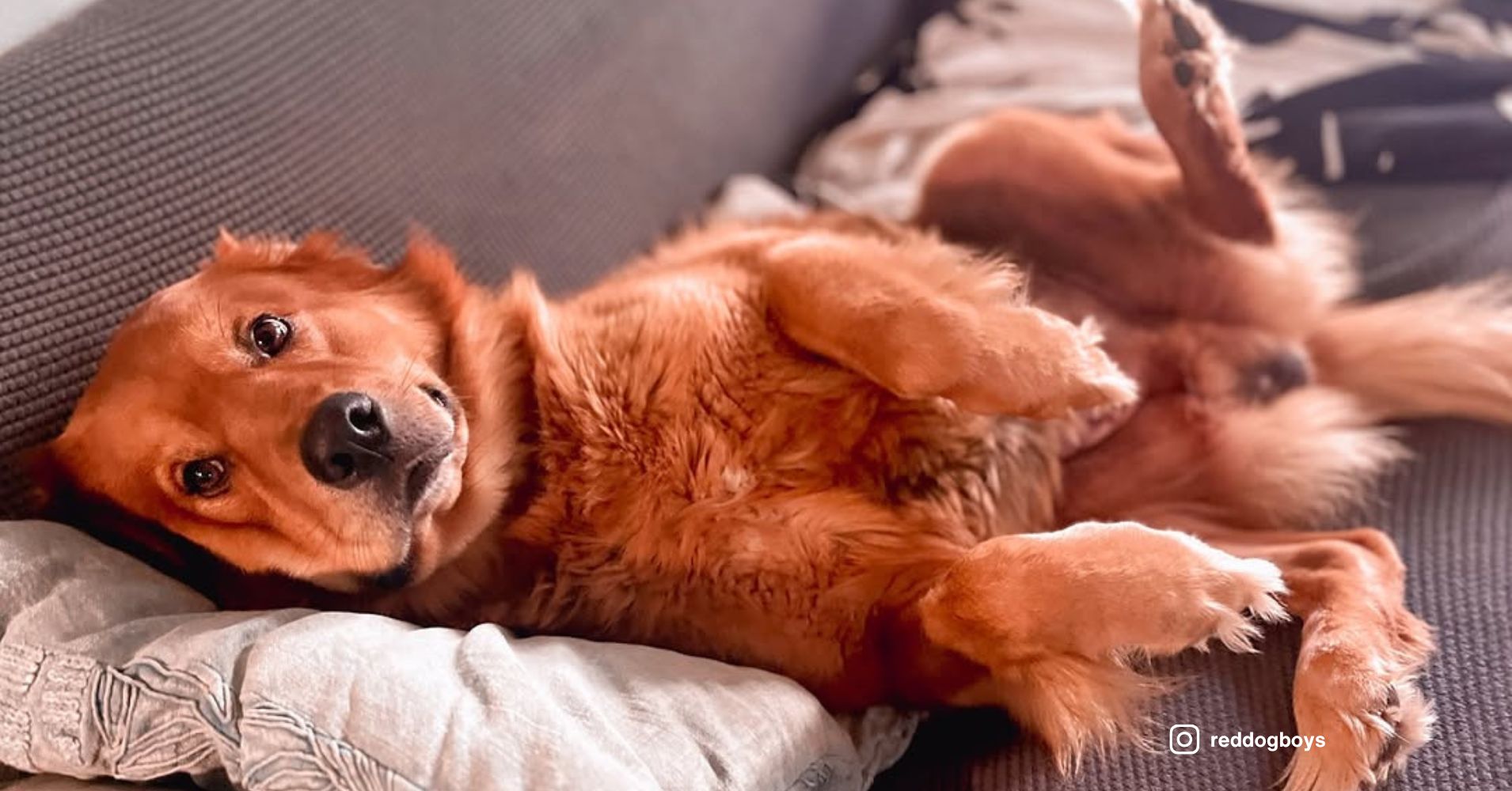 Understanding Dog Behaviour Archives - Epic dogs tales