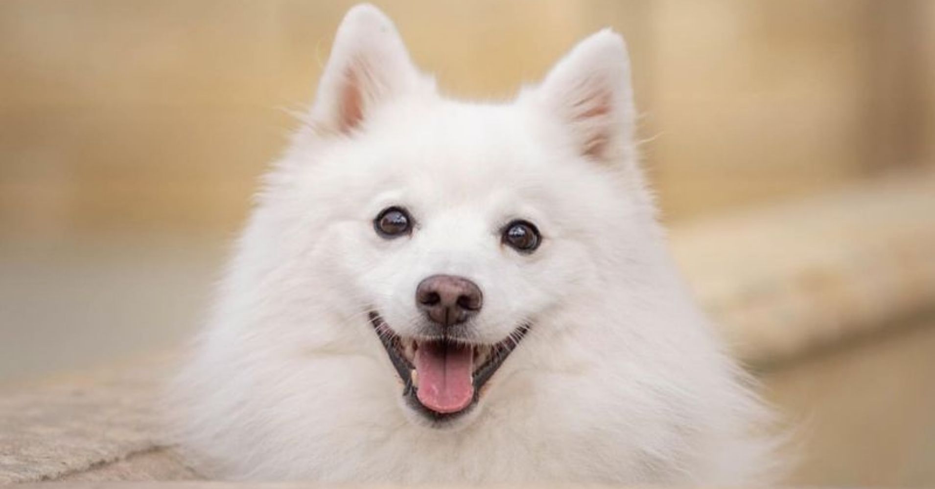 26 Dog Breeds That Naturally Sport Beautiful All-White Coats - Epic ...