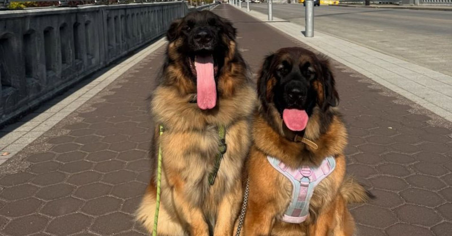 26 Dog Breeds That Show Incredible Courage in the Face of Danger - Epic ...