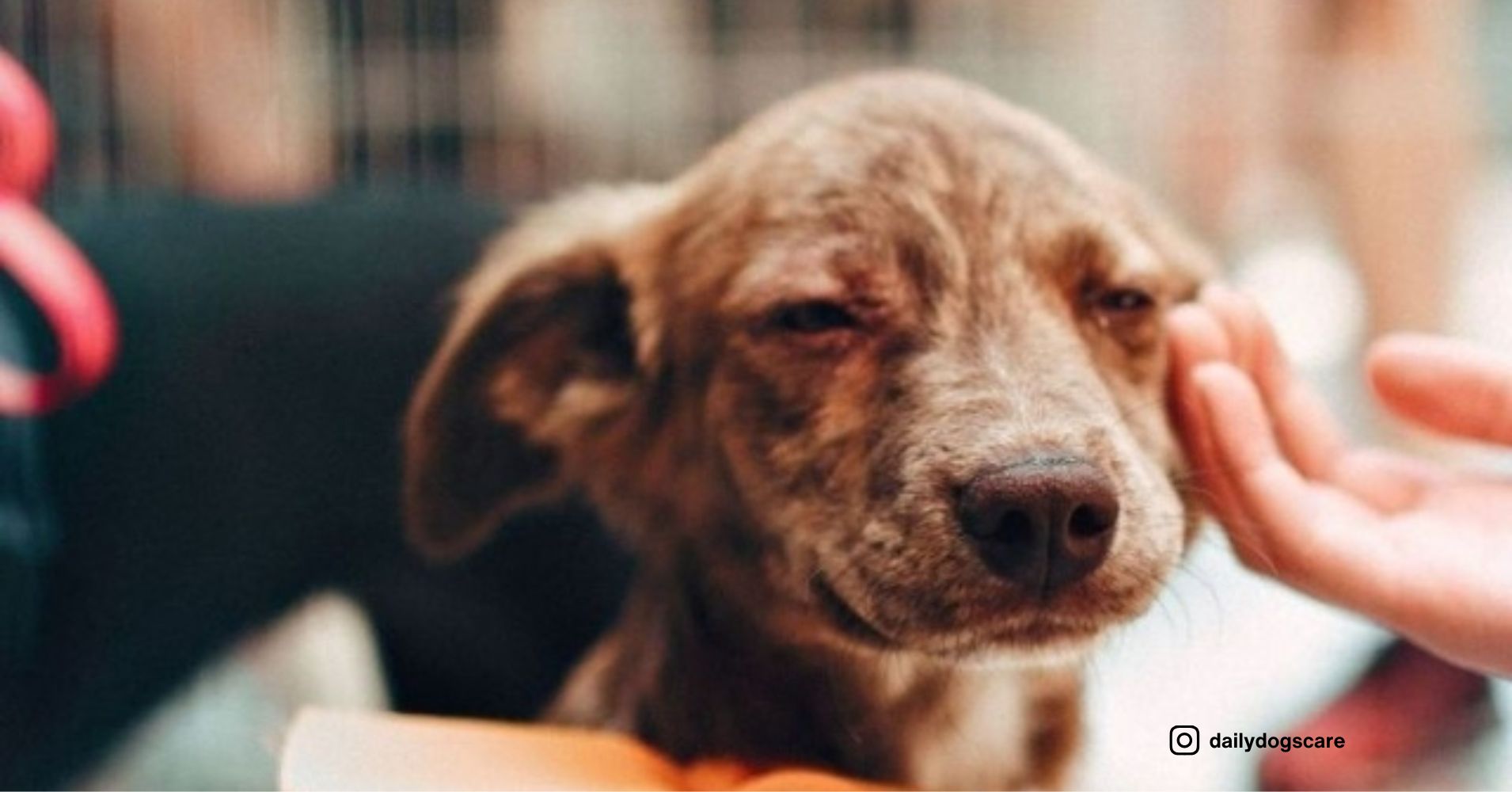 26 Exceptionally Calm Dog Breeds That Bring Peace to Your Home - Epic ...