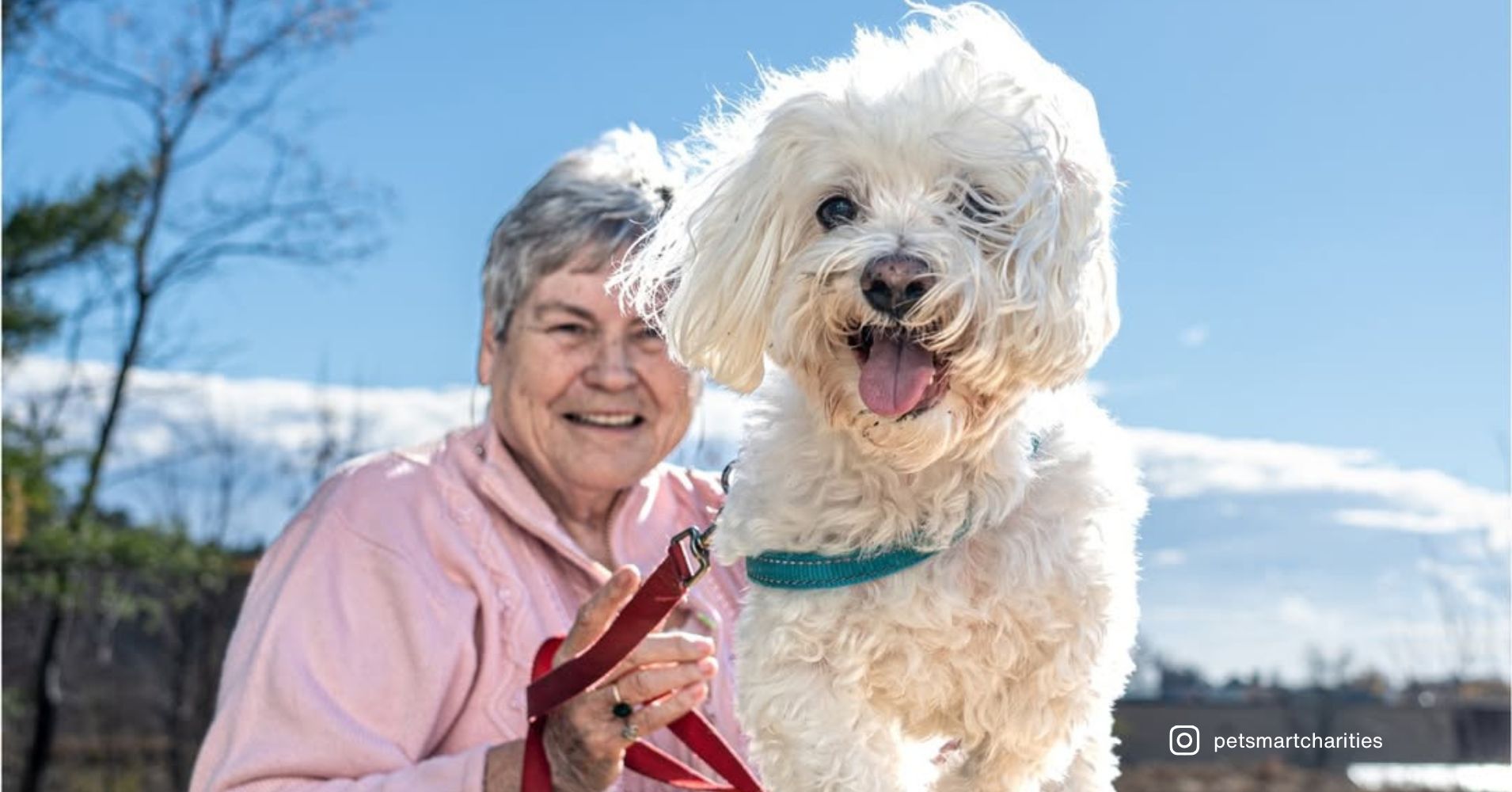 26 Gentle and Calm Dog Breeds Perfect for Senior Companions - Epic dogs ...