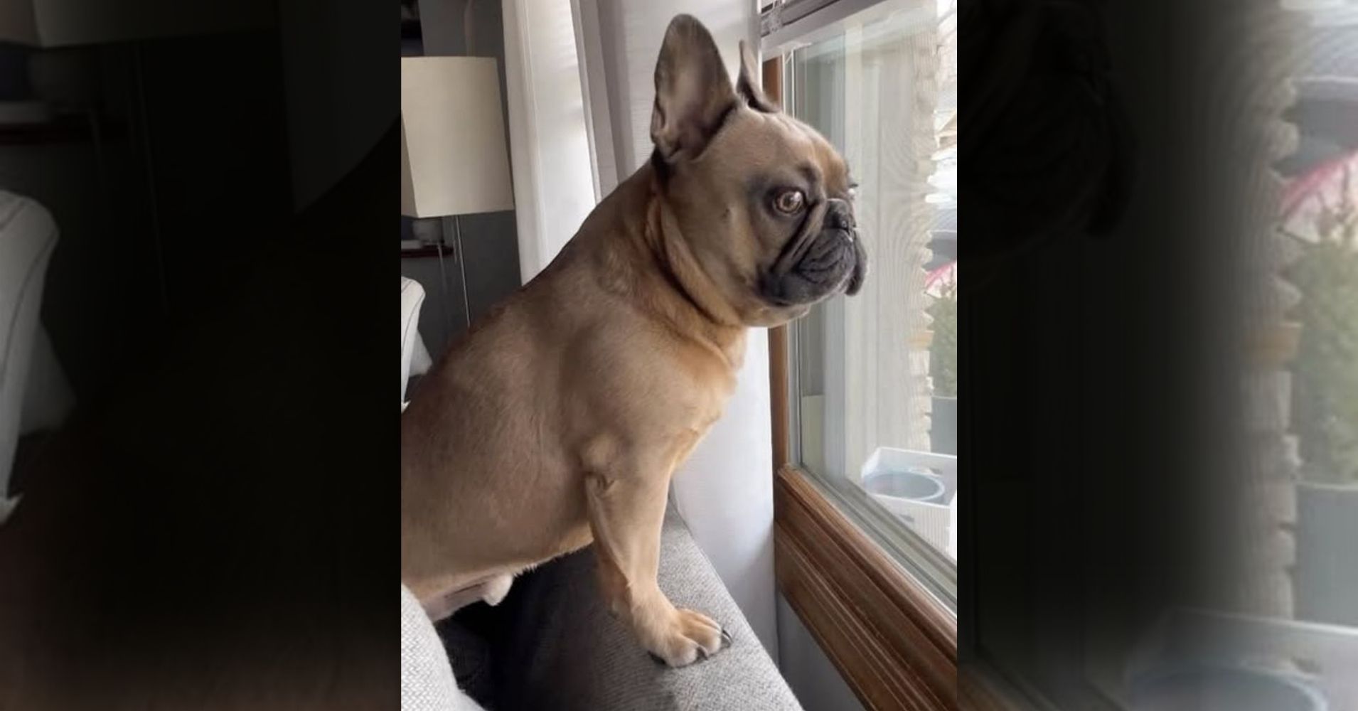 26 Inquisitive Dog Breeds with the Most Curious Personalities - Epic ...