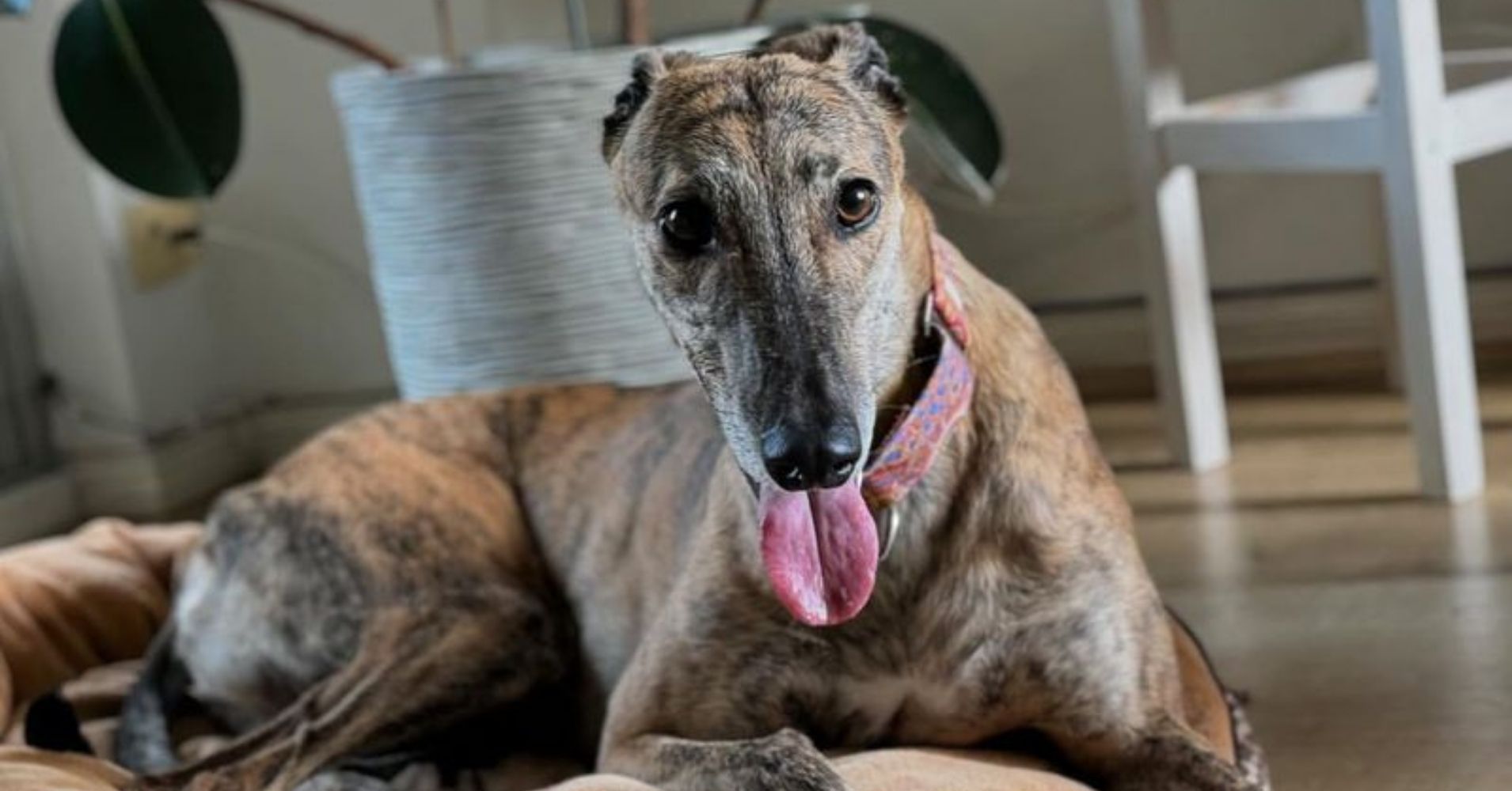 26 Laid-Back Dog Breeds That Love to Relax by Your Side - Epic dogs tales