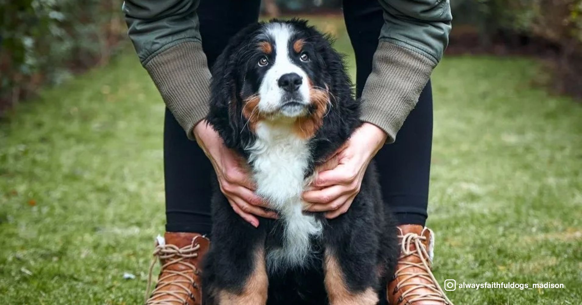 26 Loyal Dog Breeds That Stay by Their Owners’ Side Through Thick and ...