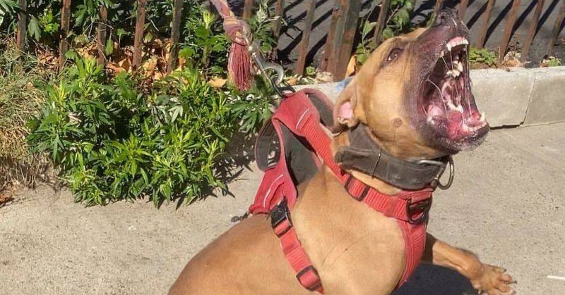 26 Most Aggressive Dog Breeds and How to Properly Manage Their Behavior ...