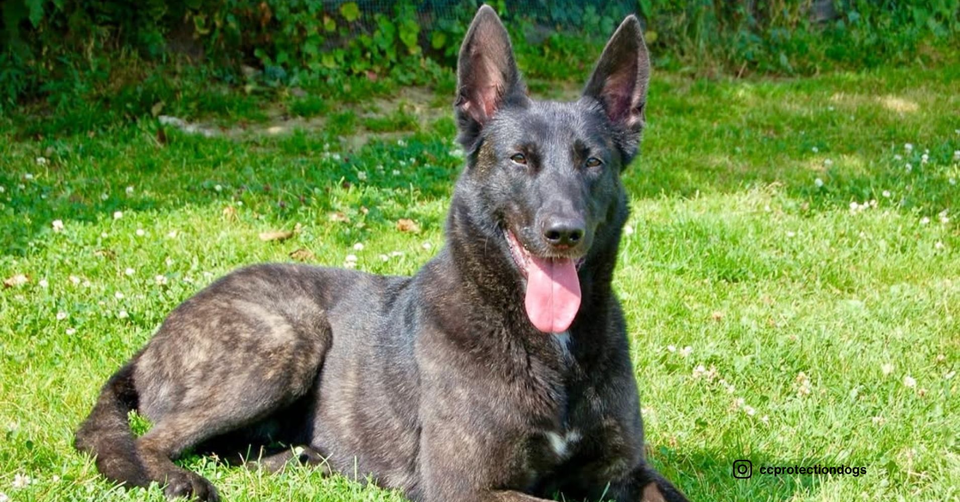 26 Must-Know Facts About Dutch Shepherd Dogs - Epic dogs tales