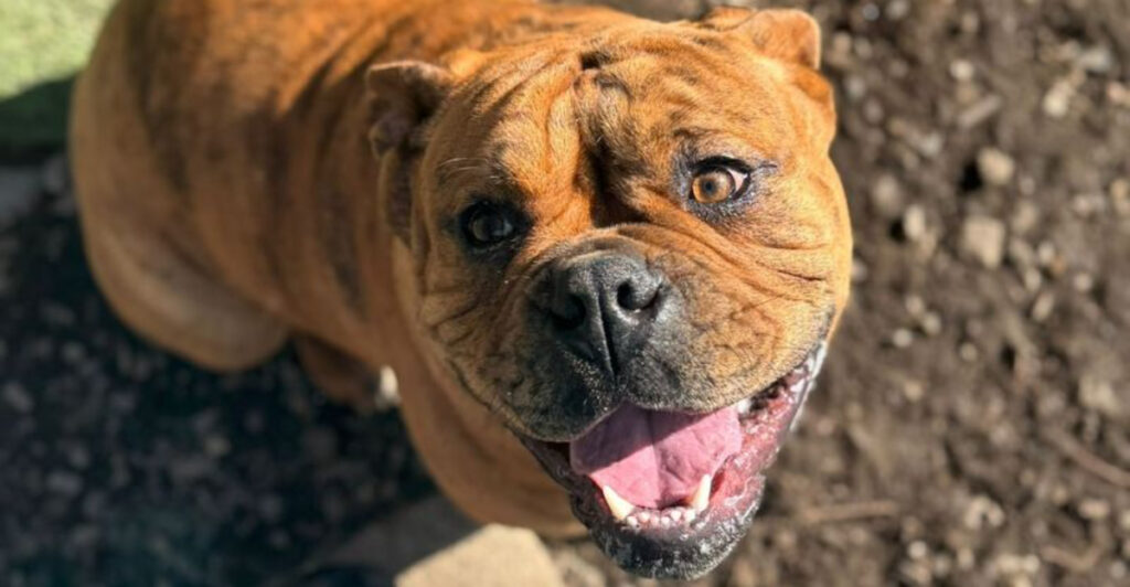 26 Powerful Bulldog Breeds Known for Their Strength and Stamina - Epic ...