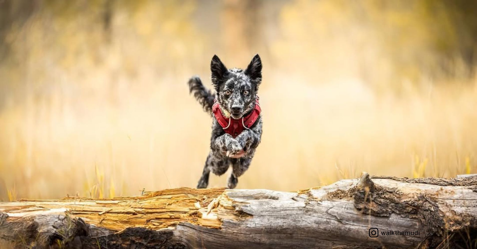 26 Rare Dog Breeds That Deserve More Recognition and Love - Epic dogs tales