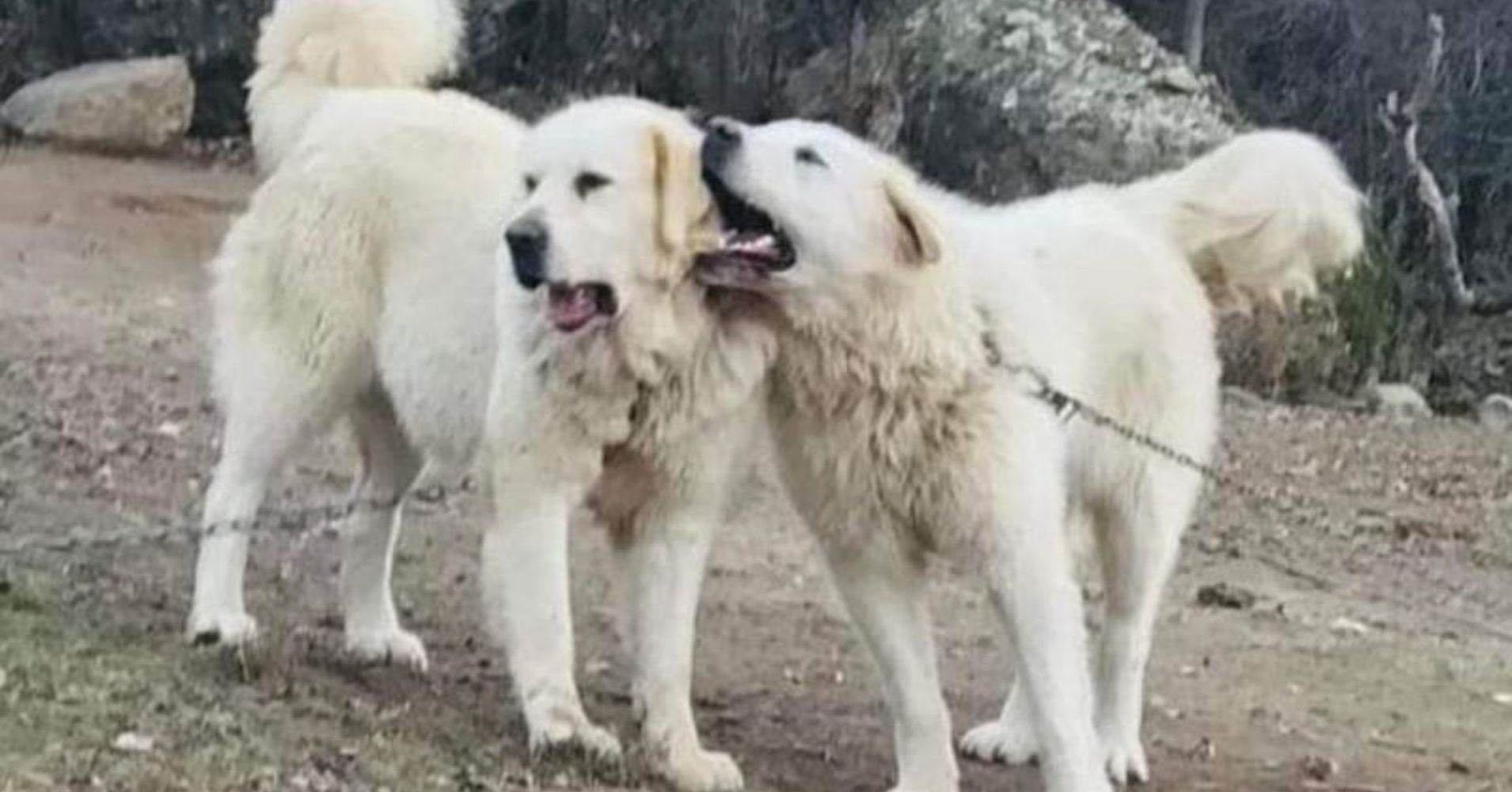 26 Strong and Fearless Dog Breeds Capable of Defending Against a Wolf ...