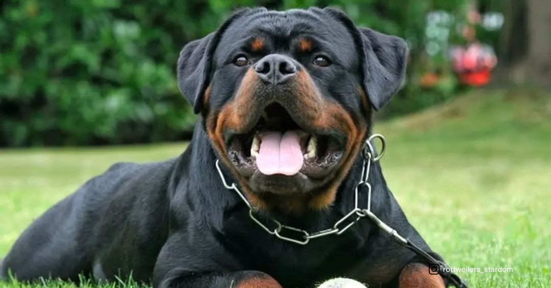 26 Super-Strong and Muscular Dog Breeds You Need to Know - Epic dogs tales