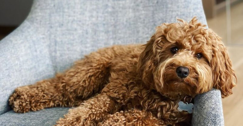 26 Most Loved Doodle Dog Mixes That Are Winning Hearts Everywhere ...
