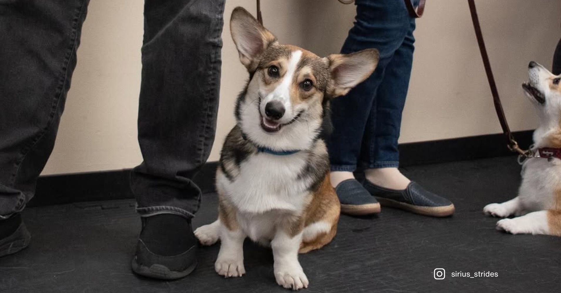 27 Perfect Dog Breeds for First-Time Owners Looking for a Loyal ...