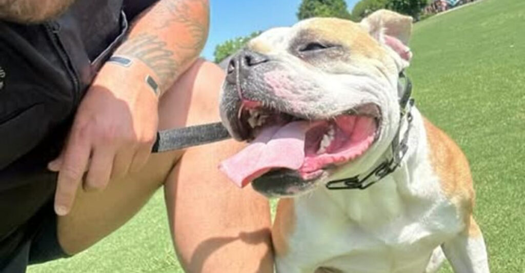 28 Dog Breeds That Build the Deepest Emotional Connections with Their ...