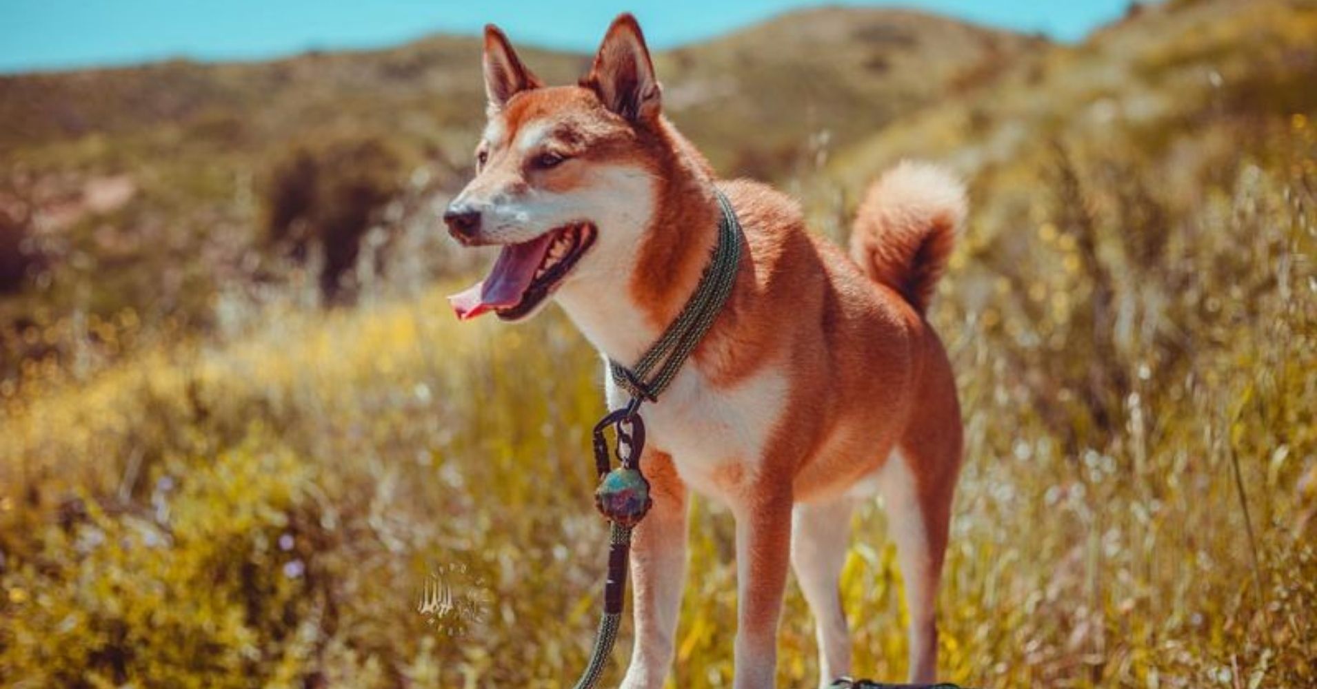 28 Unique Dog Breeds That Deserve More Recognition and Love - Epic dogs ...