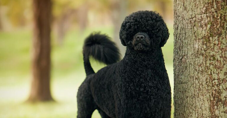 29 Highly Intelligent Dog Breeds Known for Their Sharp Minds - Epic ...