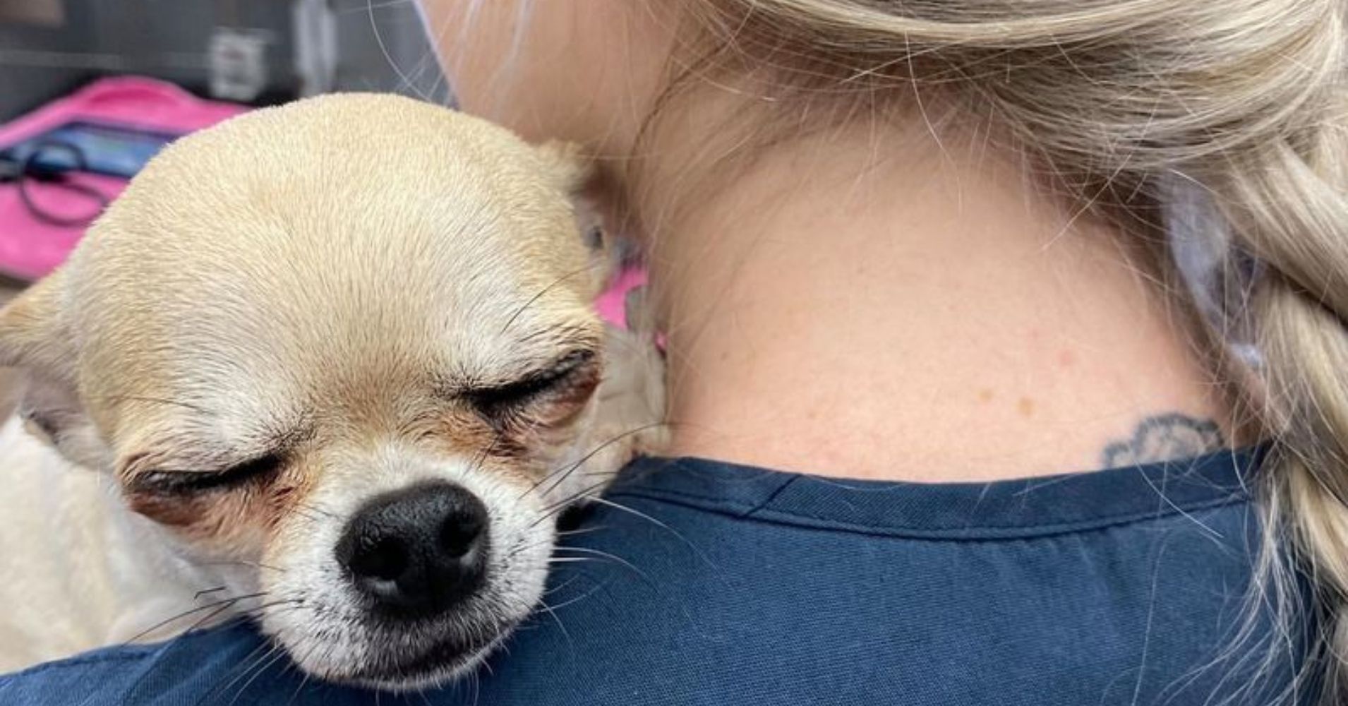 29 Small Dog Breeds That Show Unwavering Love and Devotion - Epic dogs ...