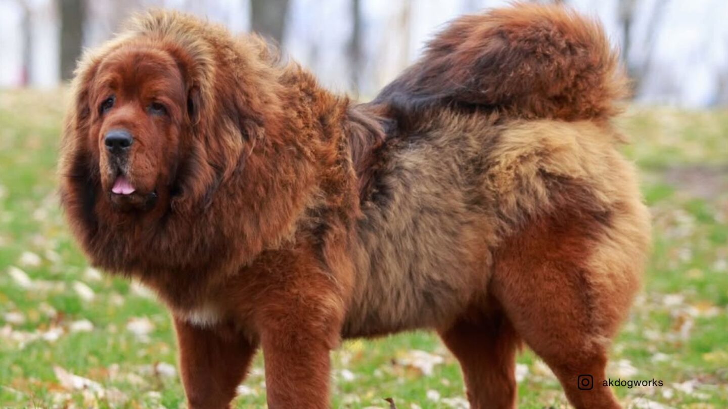 5 Large Dog Breeds That Offer Unwavering Protection – Plus 20 More That ...